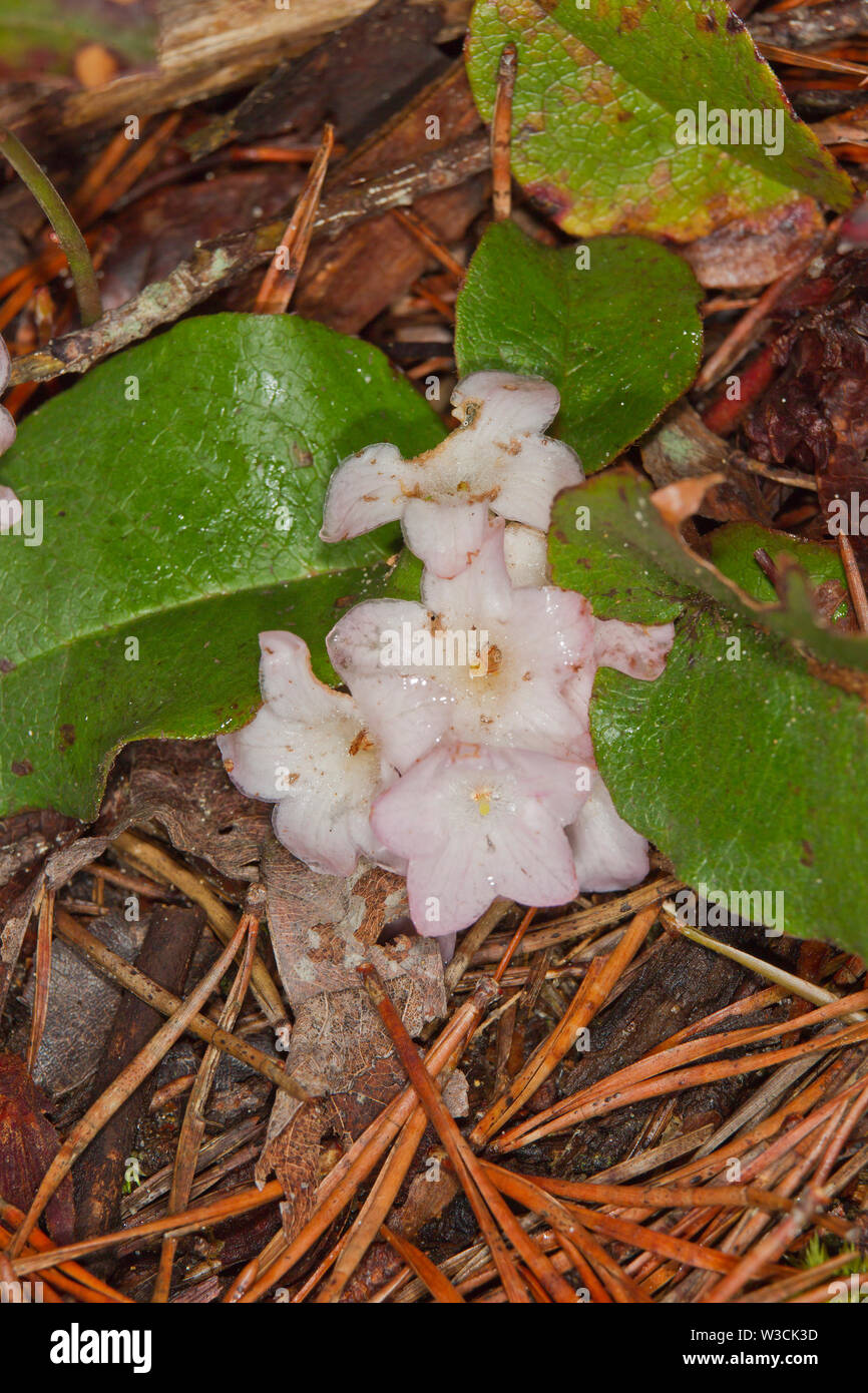Trailing Arbutus High Resolution Stock Photography and Images - Alamy