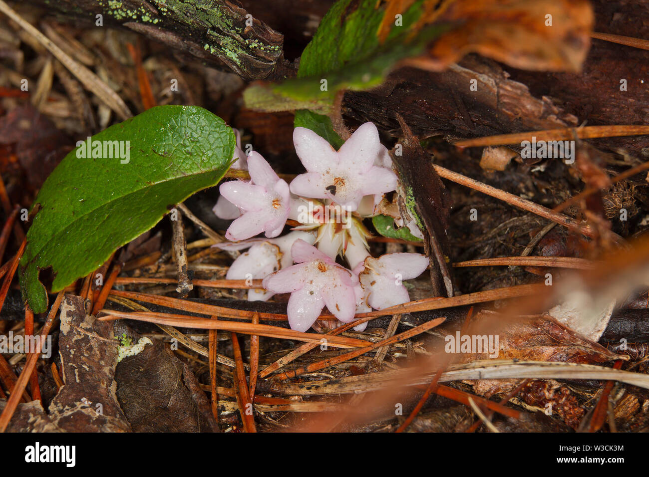 Trailing Arbutus High Resolution Stock Photography and Images - Alamy