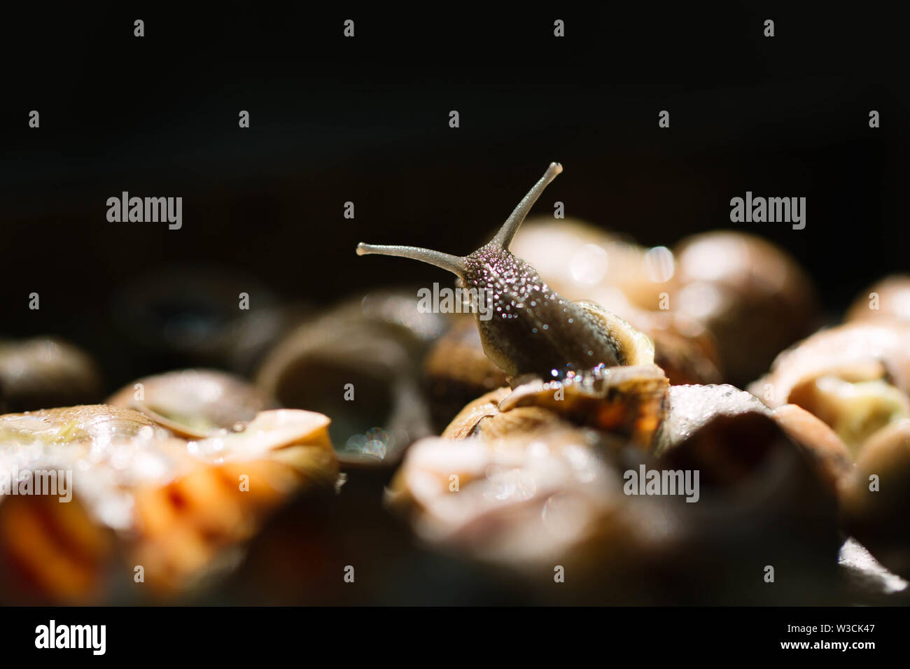 Close-up snail during preparation. Typical food in Catalonia, Spain ...