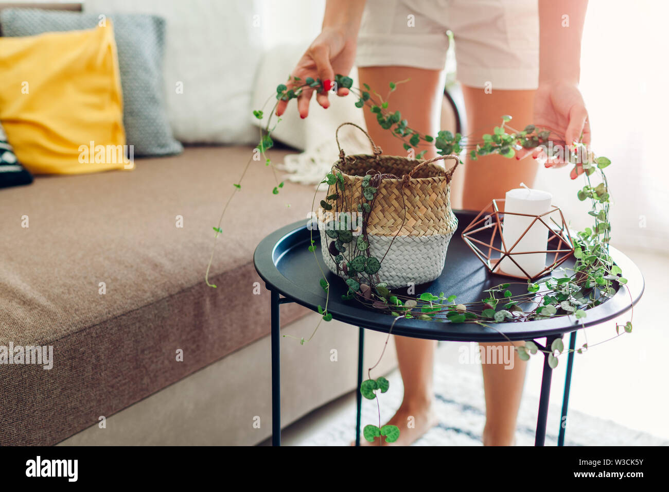 Woman checking how long String of hearts has grown at home. Housewife ...
