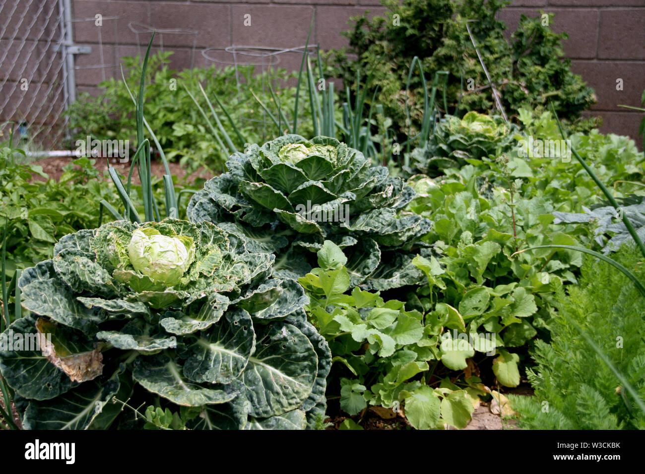 Veggie Garden growing naturally in sunshine Stock Photo - Alamy