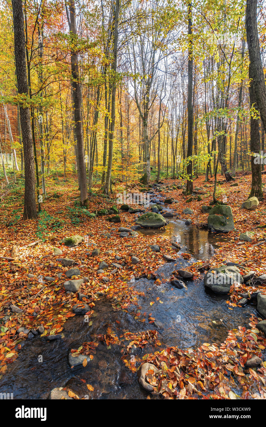 small brook among rock in forest. beautiful autumn nature scenery ...