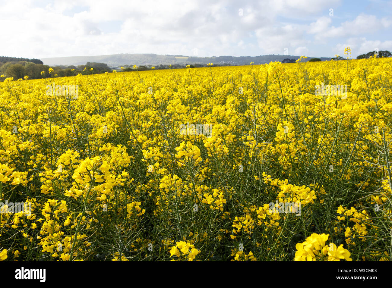 Field of canola with yellow flowers in Brittany during spring Stock ...