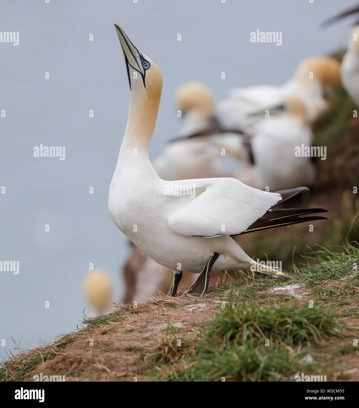 Gannet bird wings open hi-res stock photography and images - Alamy