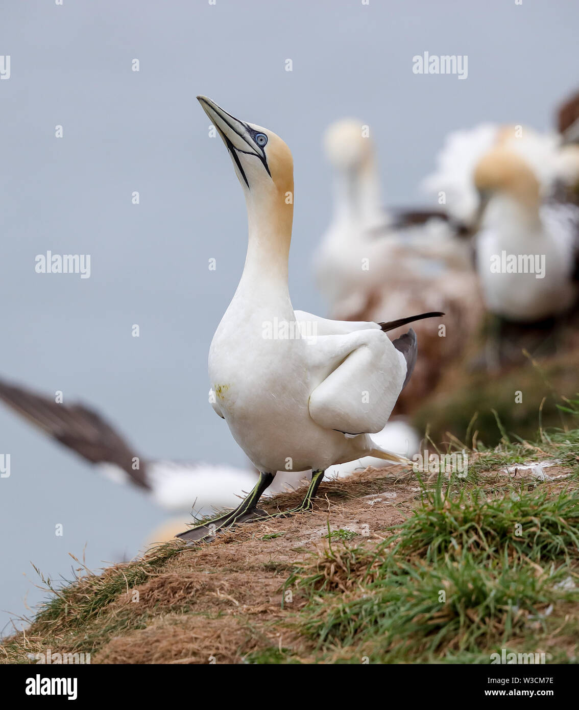 Gannet bird wings open hi-res stock photography and images - Alamy