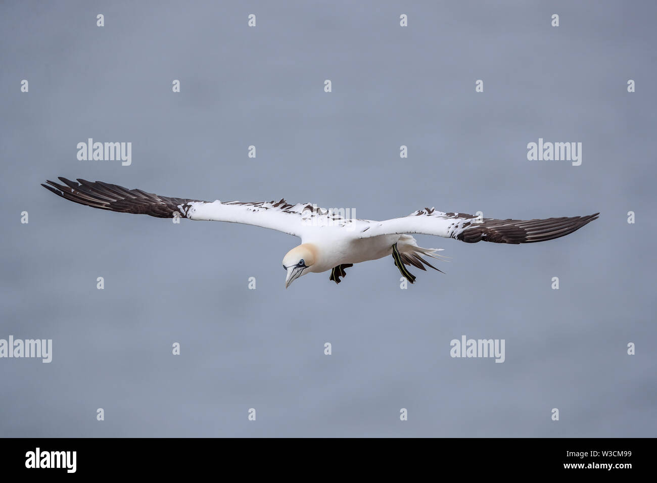 Gannet in breeding plumage hi-res stock photography and images - Alamy