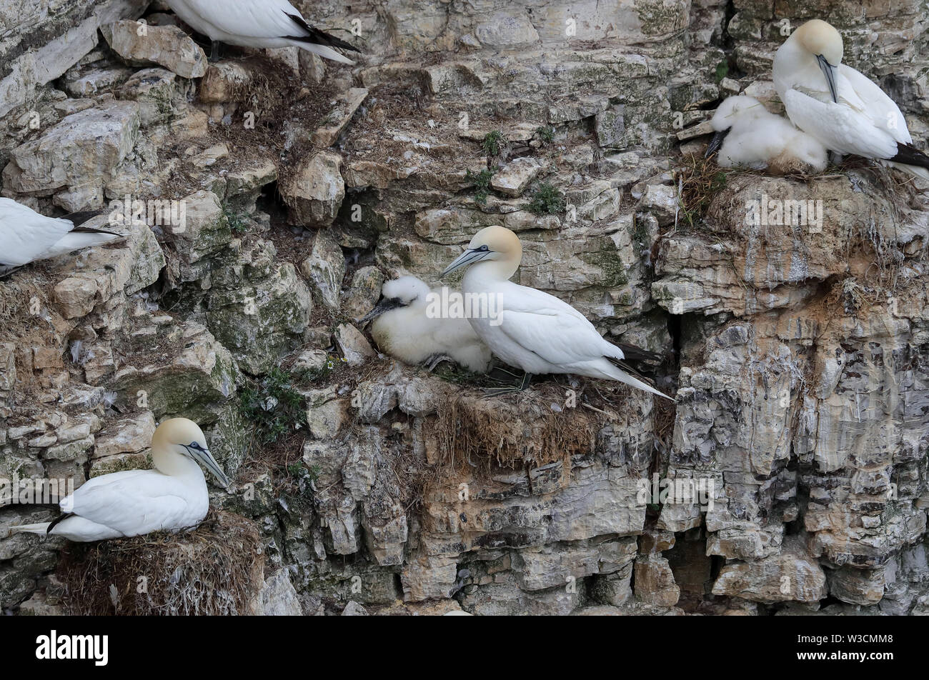 Adult gannet gannet colony hi-res stock photography and images - Alamy