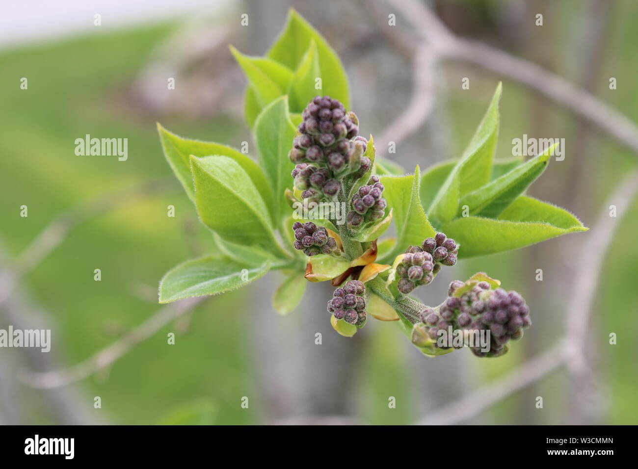Lilac Flowers in Spring - Pre-Bloom Stock Photo - Alamy