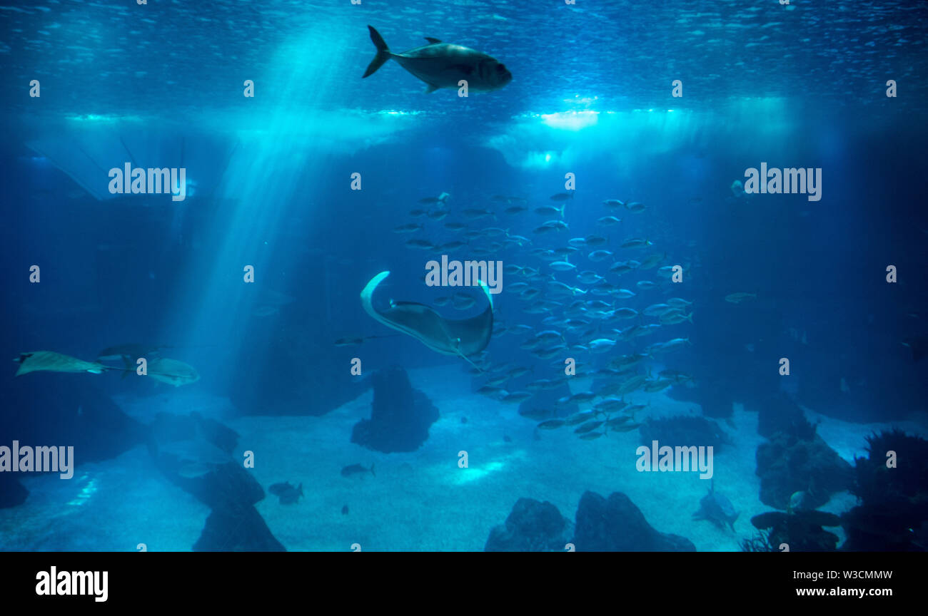 Through a fish tank hi-res stock photography and images - Alamy