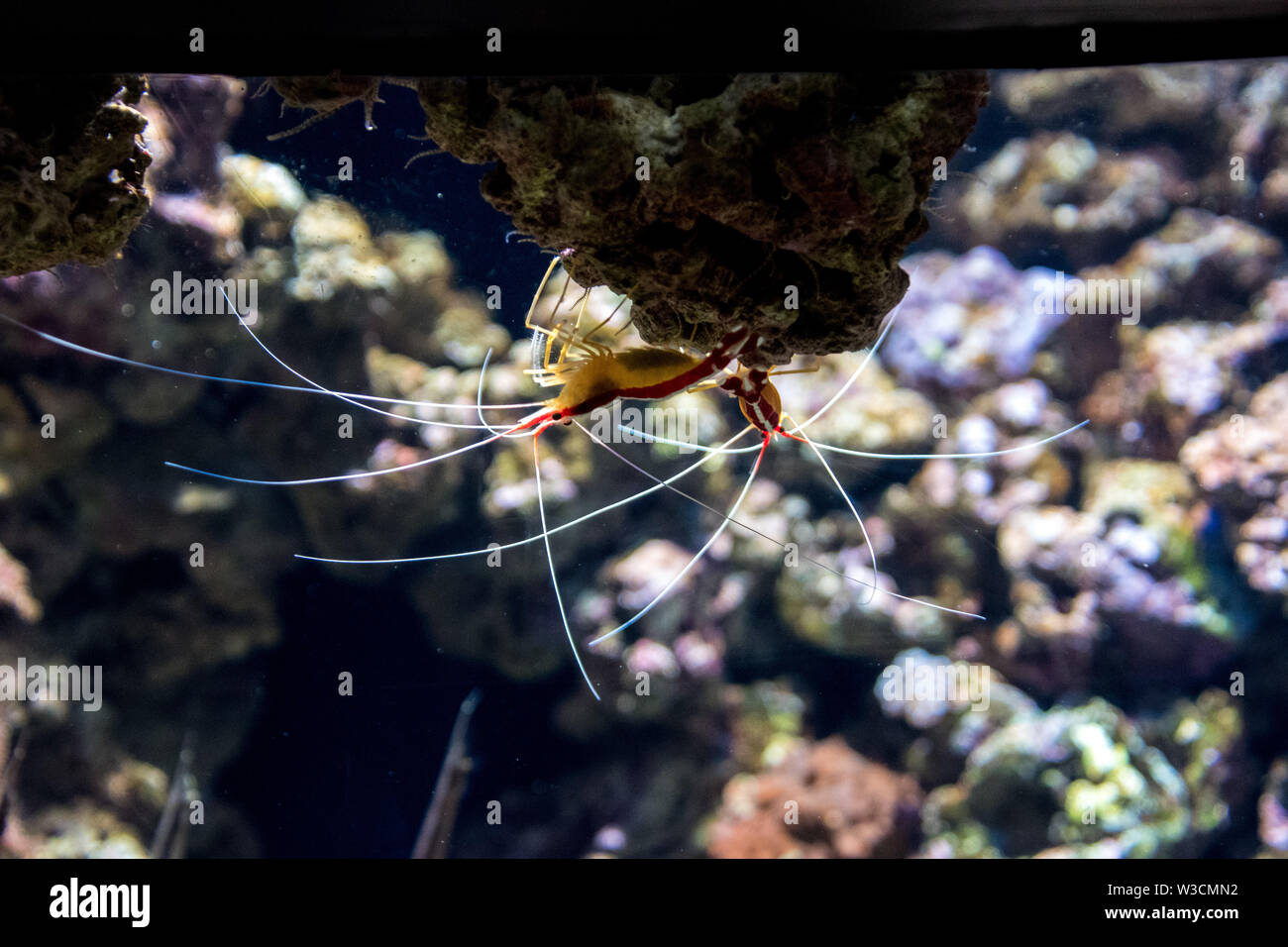 Saltwater shrimp hi-res stock photography and images - Alamy