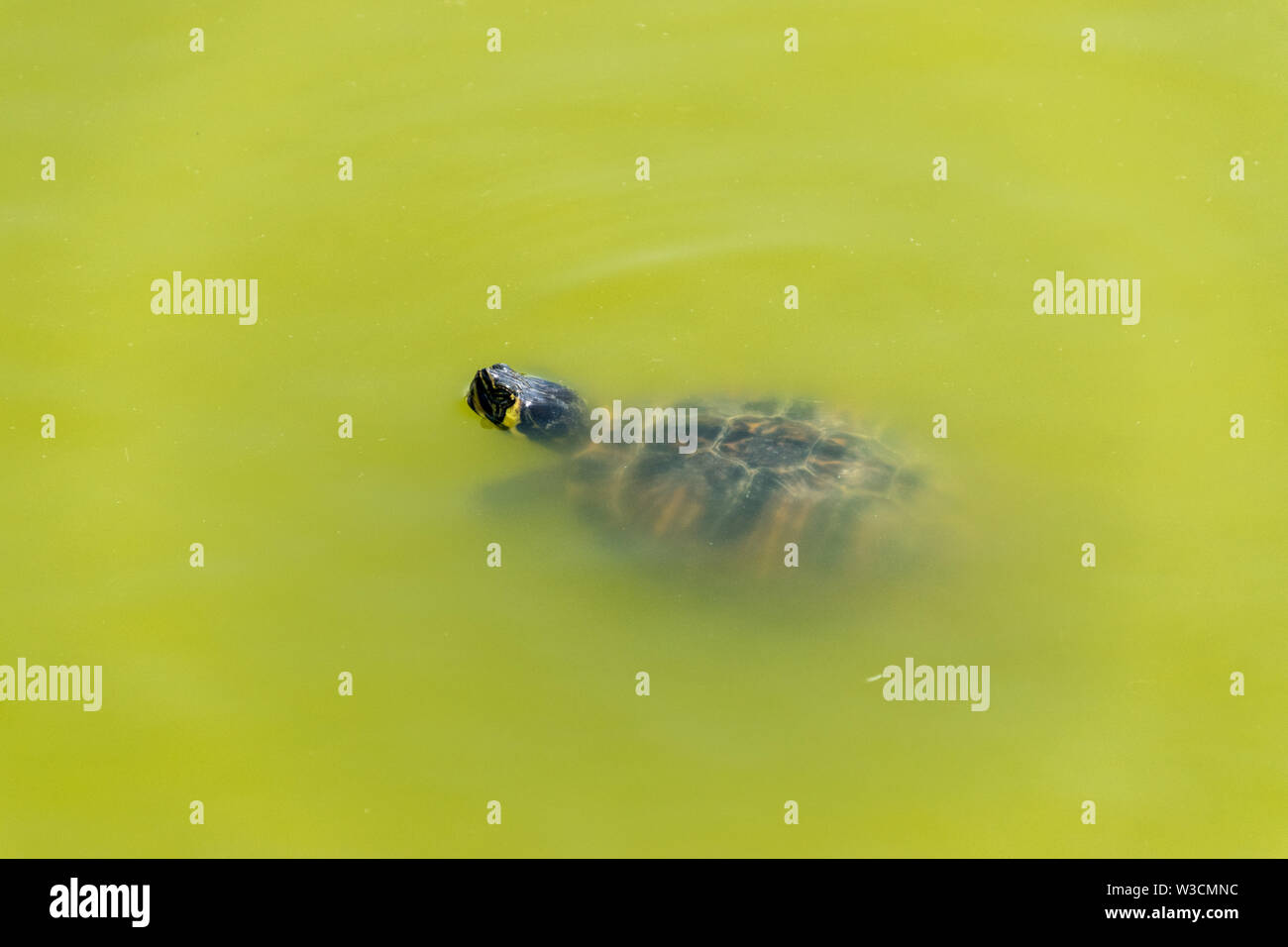 A turtle poking his head out of green alage filled water Stock Photo ...