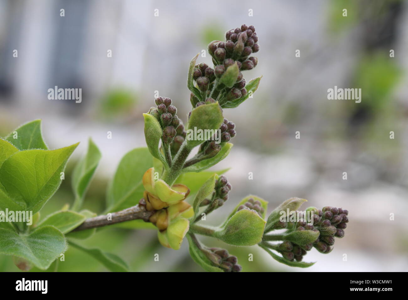 Pre bloom hi-res stock photography and images - Alamy