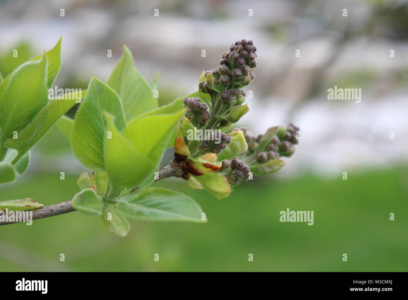 Pre bloom hi-res stock photography and images - Alamy