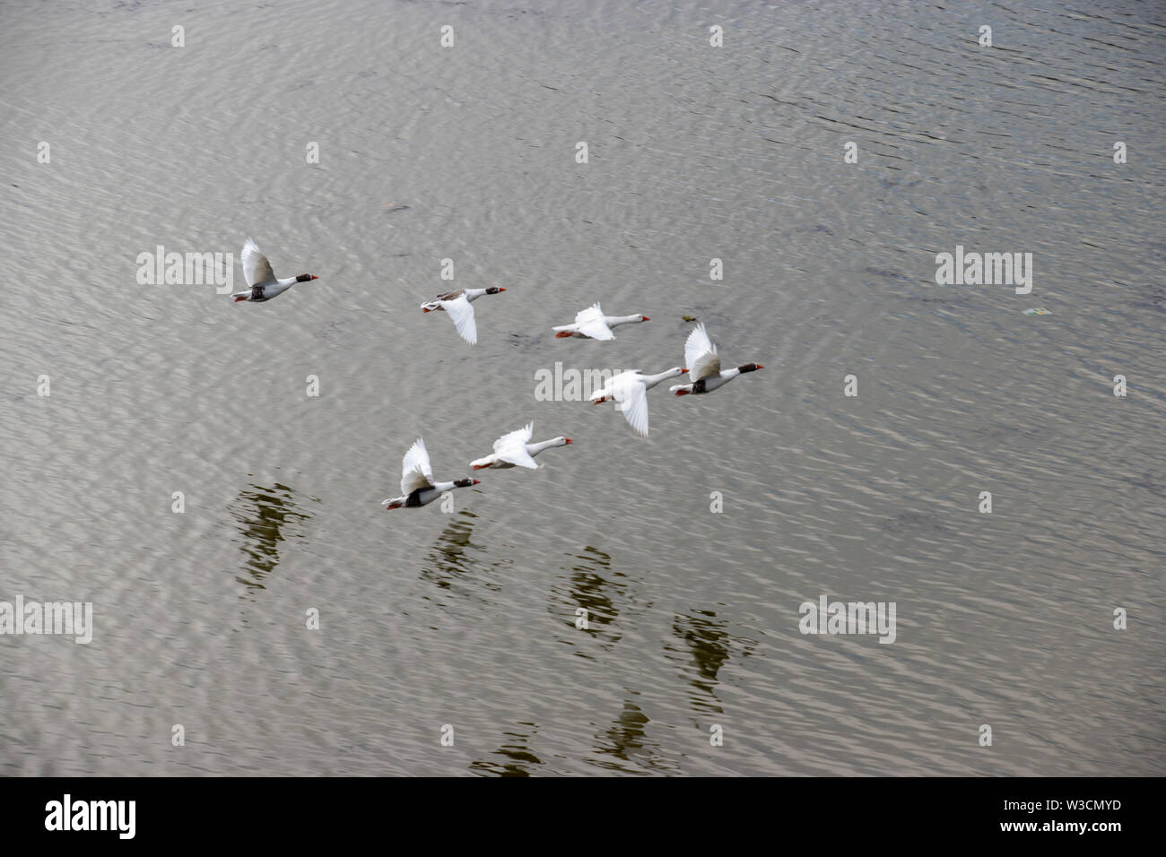 Seven white geese flying in a V formation low over a body of water ...