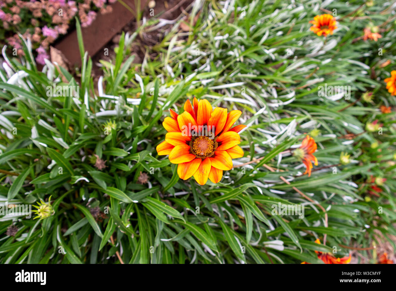 A single orange blooming flower Stock Photo - Alamy