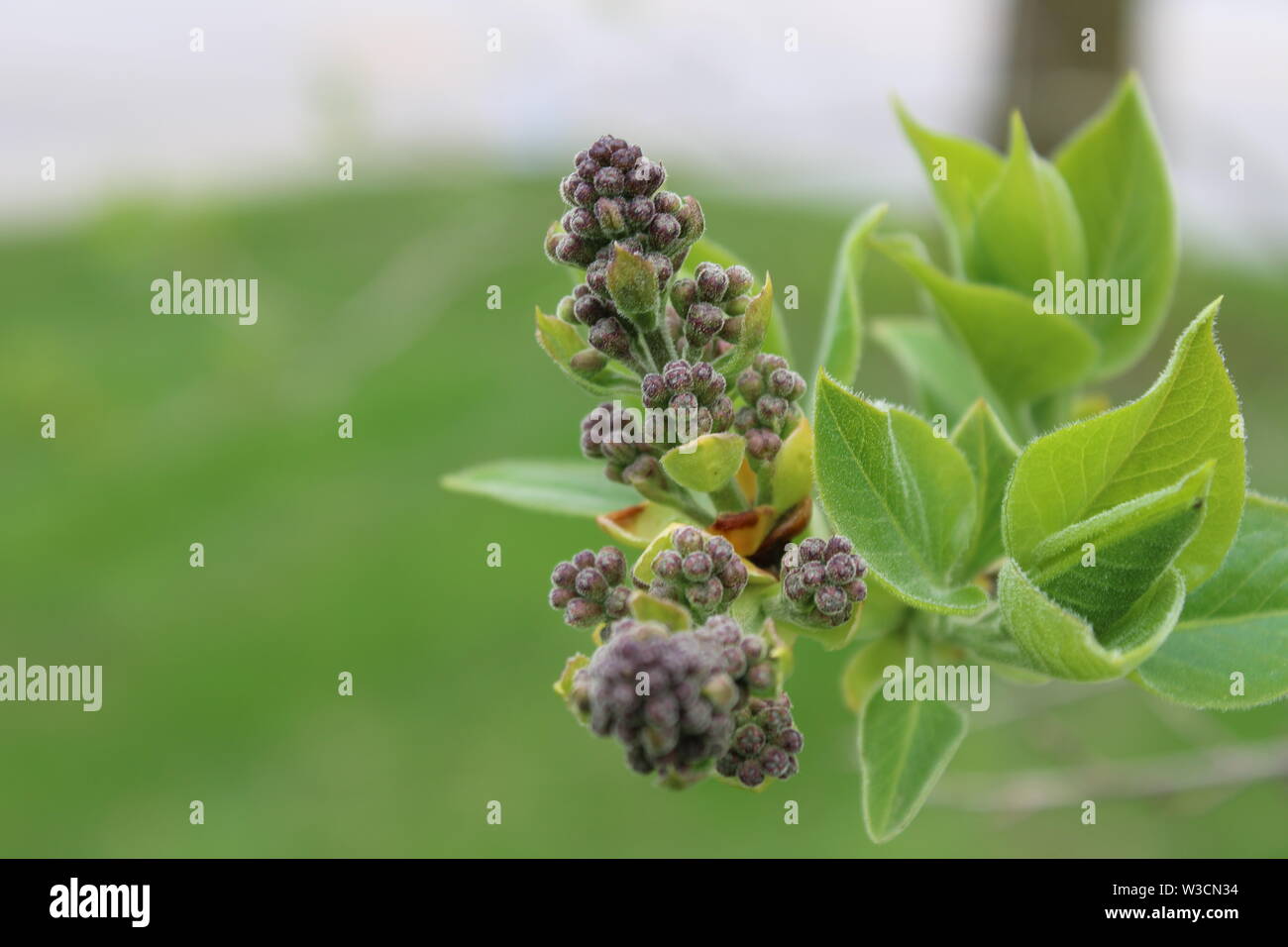 Pre bloom hi-res stock photography and images - Alamy