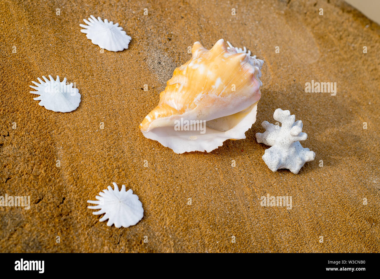 Sea Shells fro Cabo Verde Atlantic Ocean decoration Stock Photo - Alamy