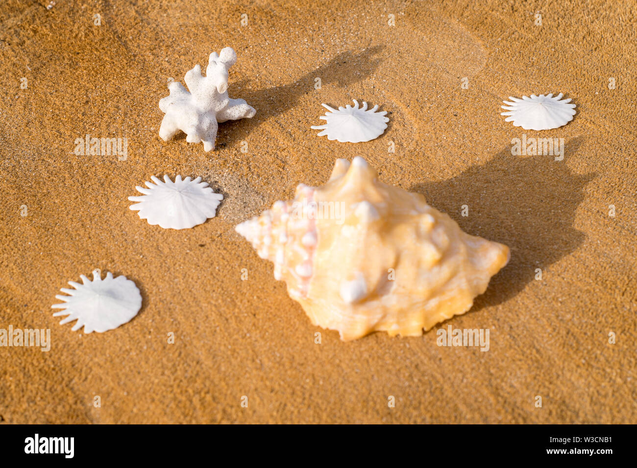 Caracol verde hi-res stock photography and images - Alamy