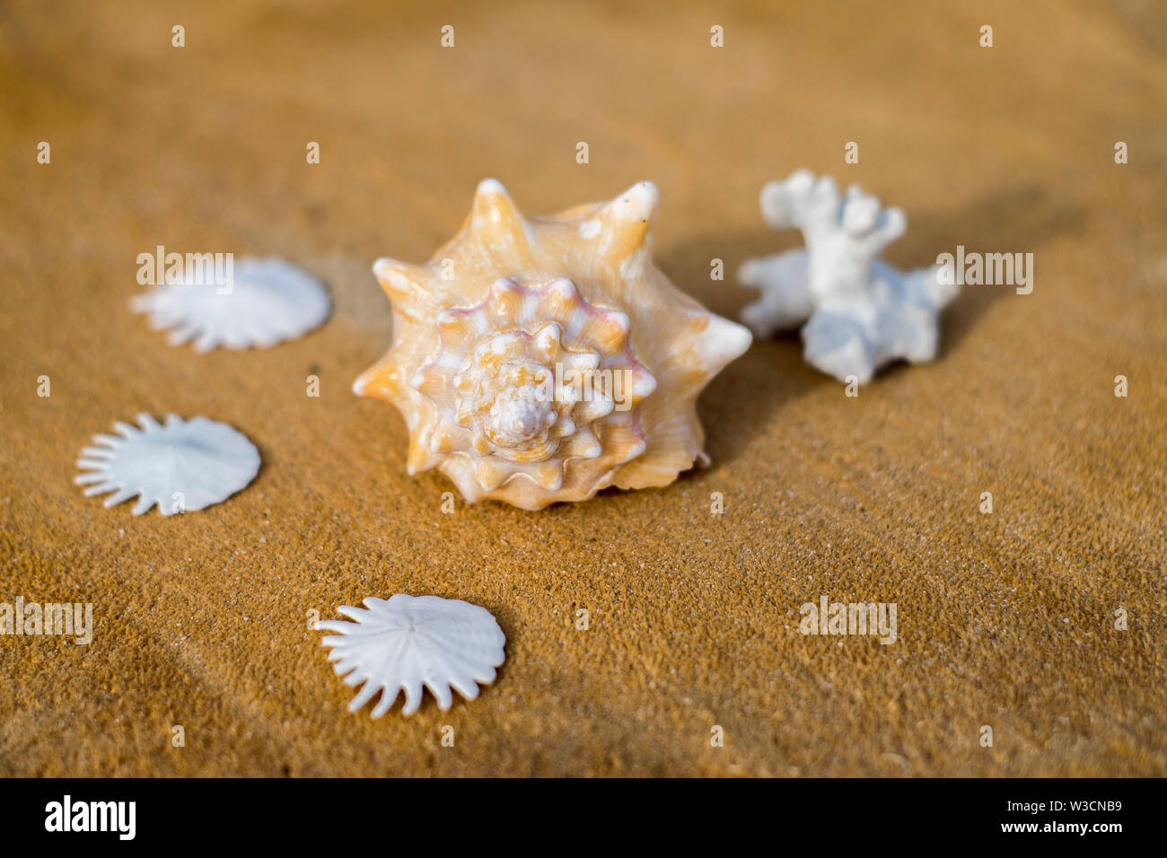 Sea Shells fro Cabo Verde Atlantic Ocean decoration Stock Photo - Alamy