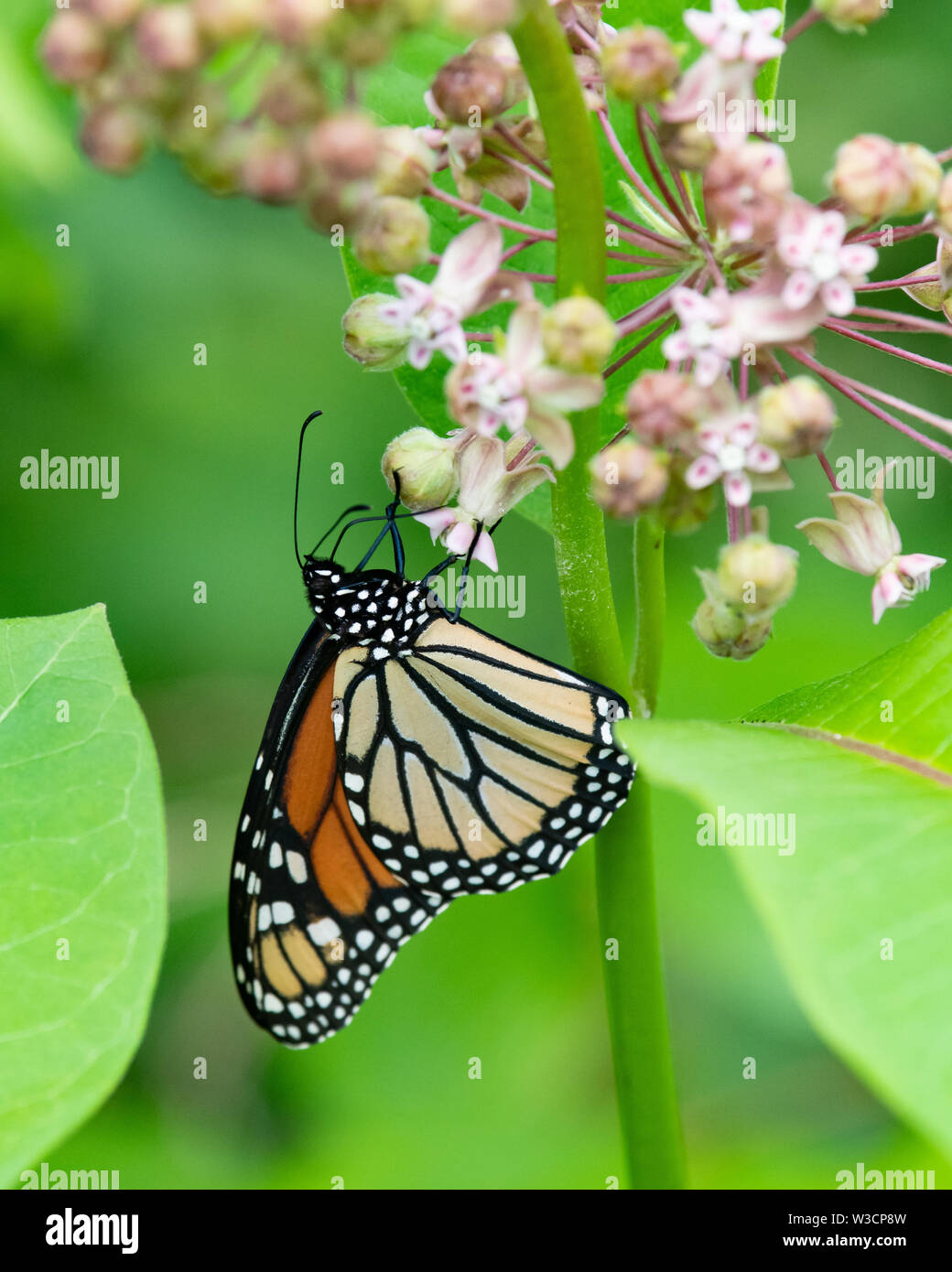 A Monarch Butterfly, Danaus plexippus, on milkweed flowers in a meadow ...