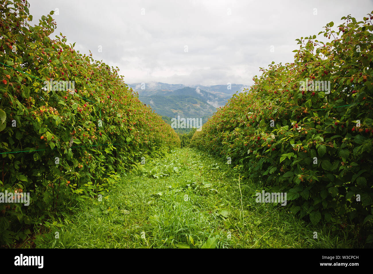 Raspberry field hi-res stock photography and images - Alamy