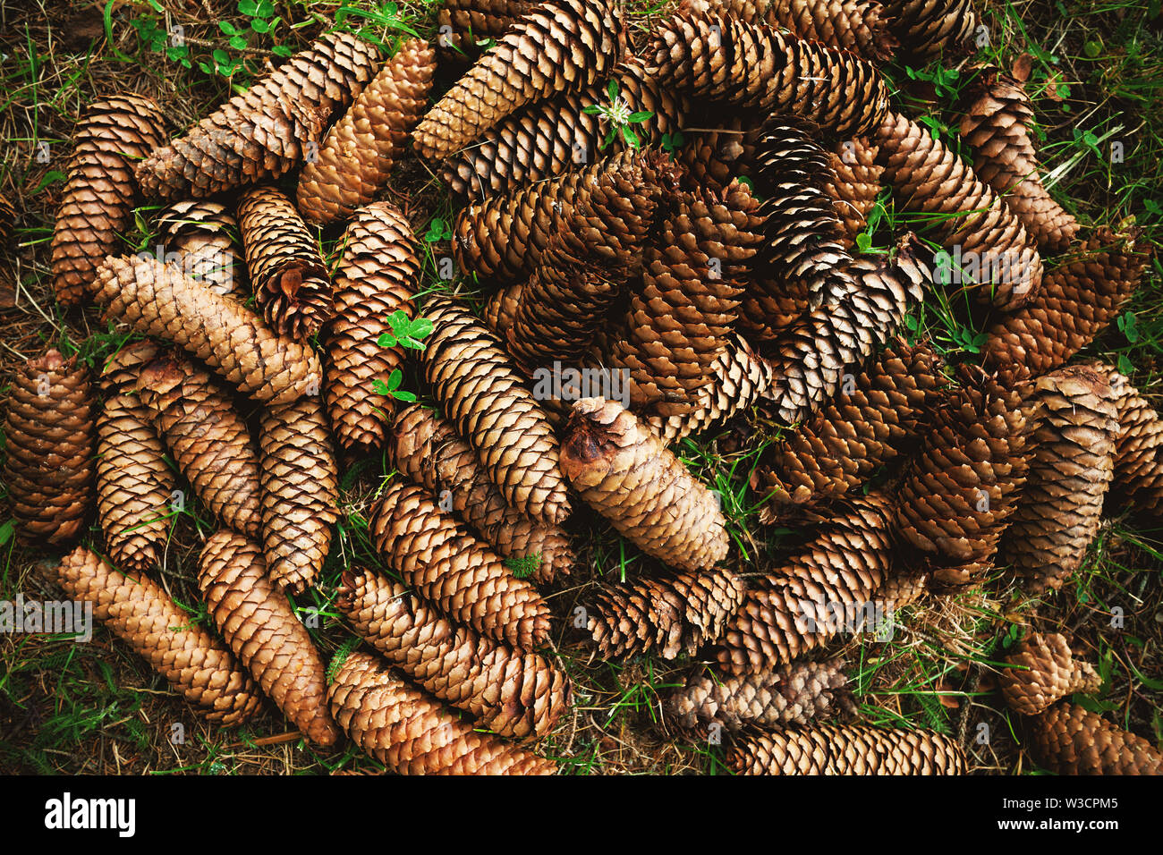 Abstract composition of group of pine-cones on green grass Stock Photo ...
