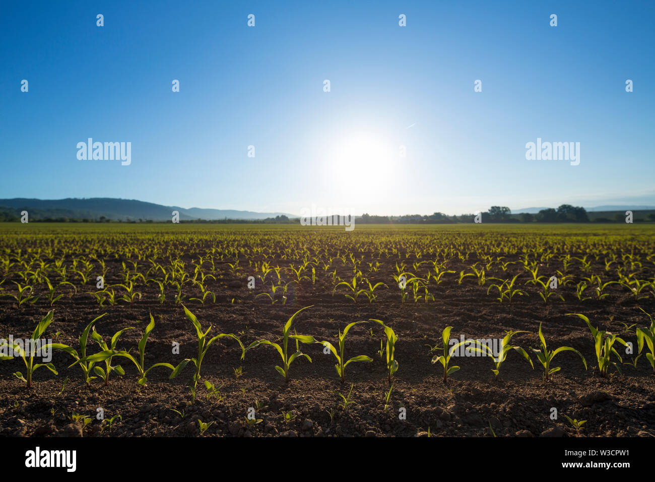Backlit young maize seedling (Zea mays) growing on corn field in spring ...