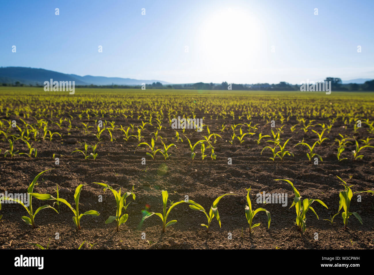 Seedling Maize Plant In Soil High Resolution Stock Photography and ...