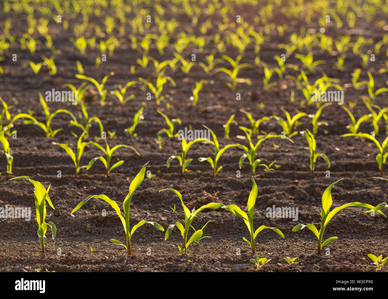 Backlit young maize seedling (Zea mays) growing on corn field in spring ...