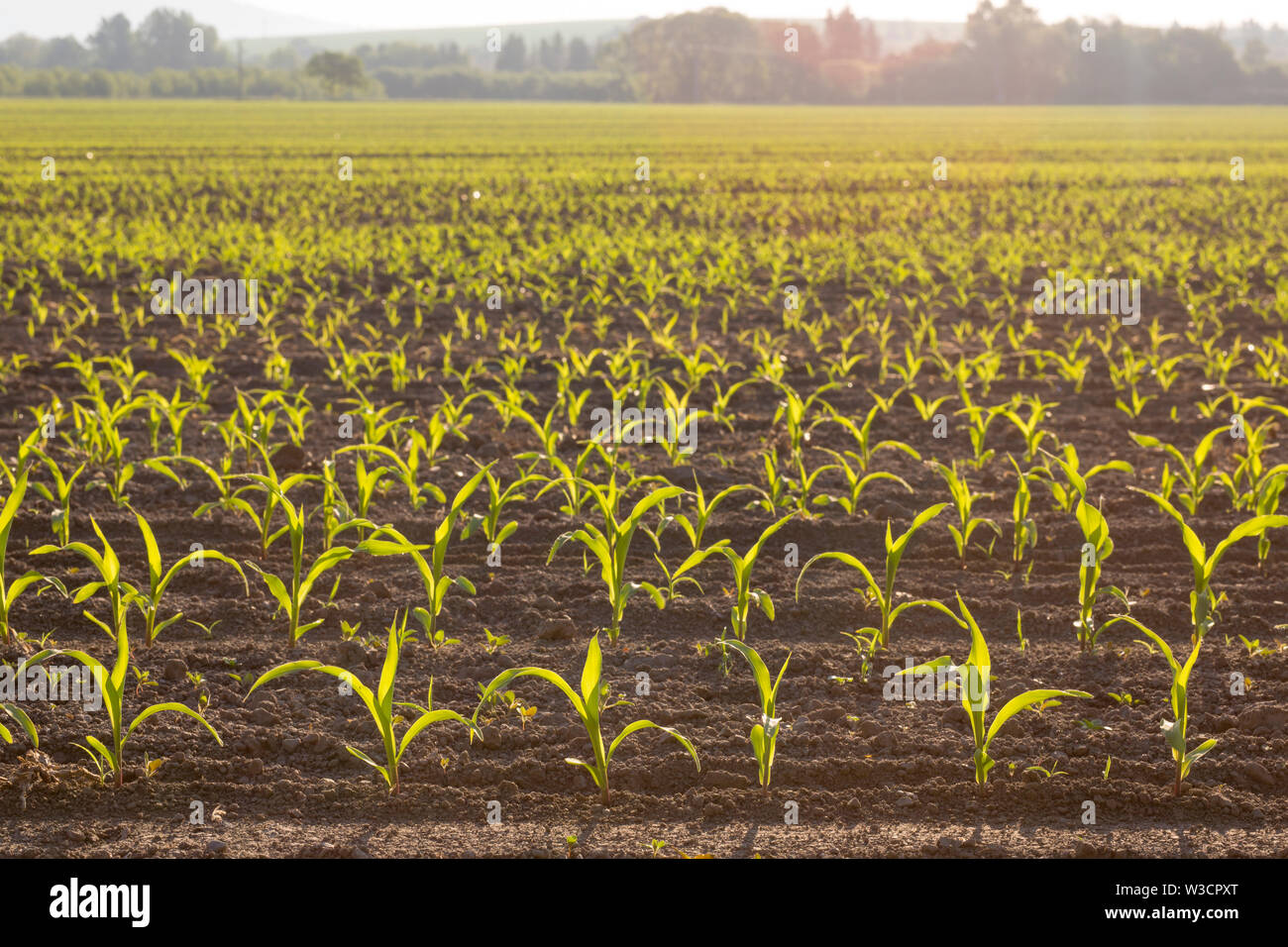 Backlit young maize seedling (Zea mays) growing on corn field in spring ...