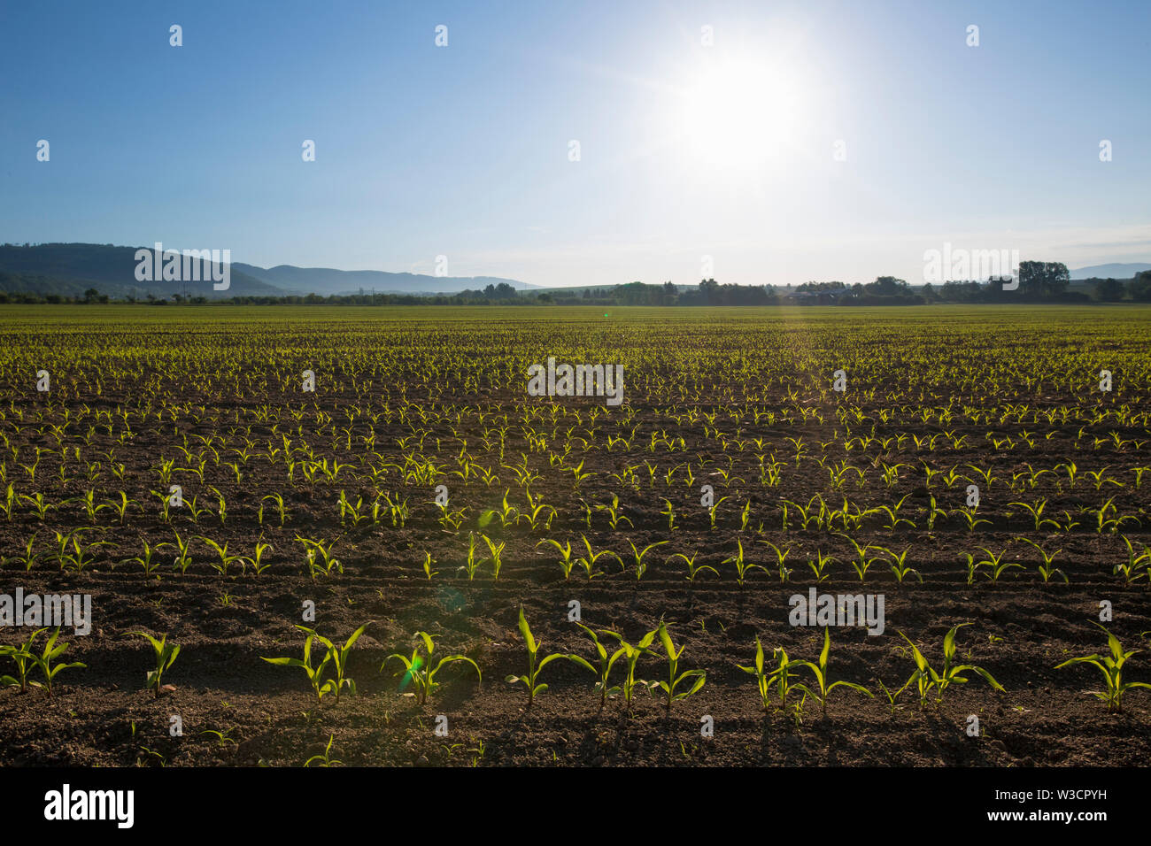 Backlit young maize seedling (Zea mays) growing on corn field in spring ...