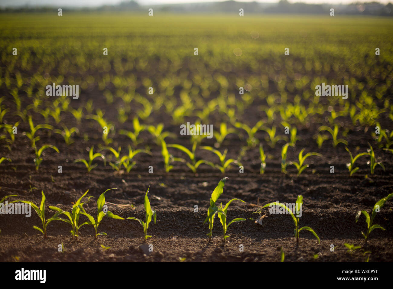 Backlit young maize seedling (Zea mays) growing on corn field in spring ...