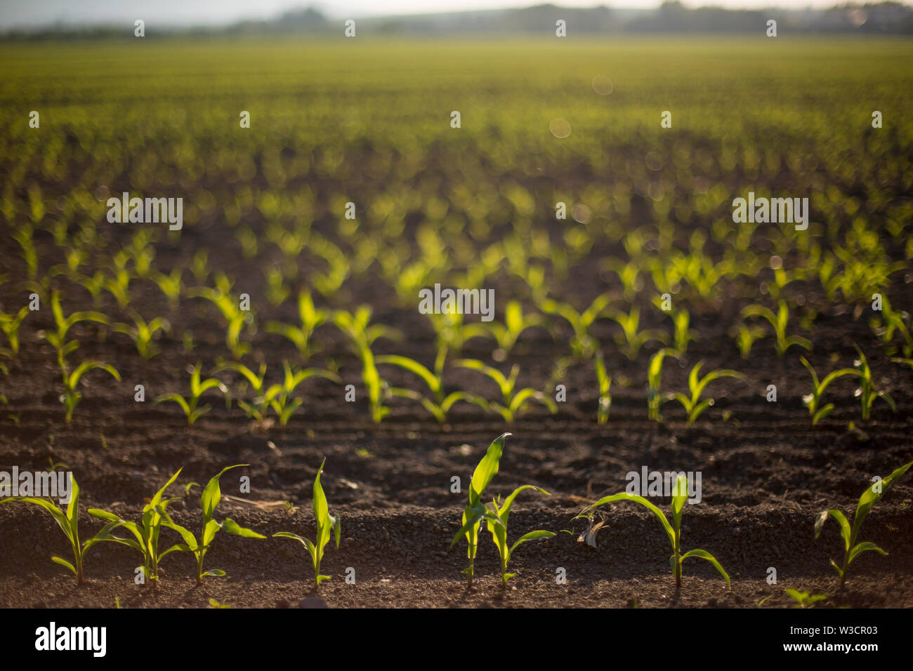 Backlit young maize seedling (Zea mays) growing on corn field in spring ...