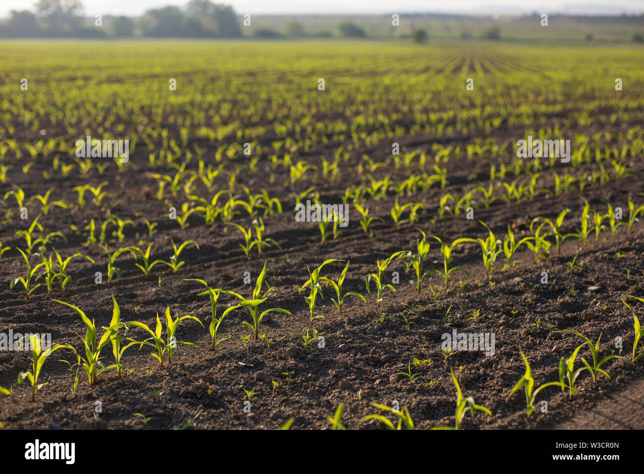 Backlit young maize seedling (Zea mays) growing on corn field in spring ...