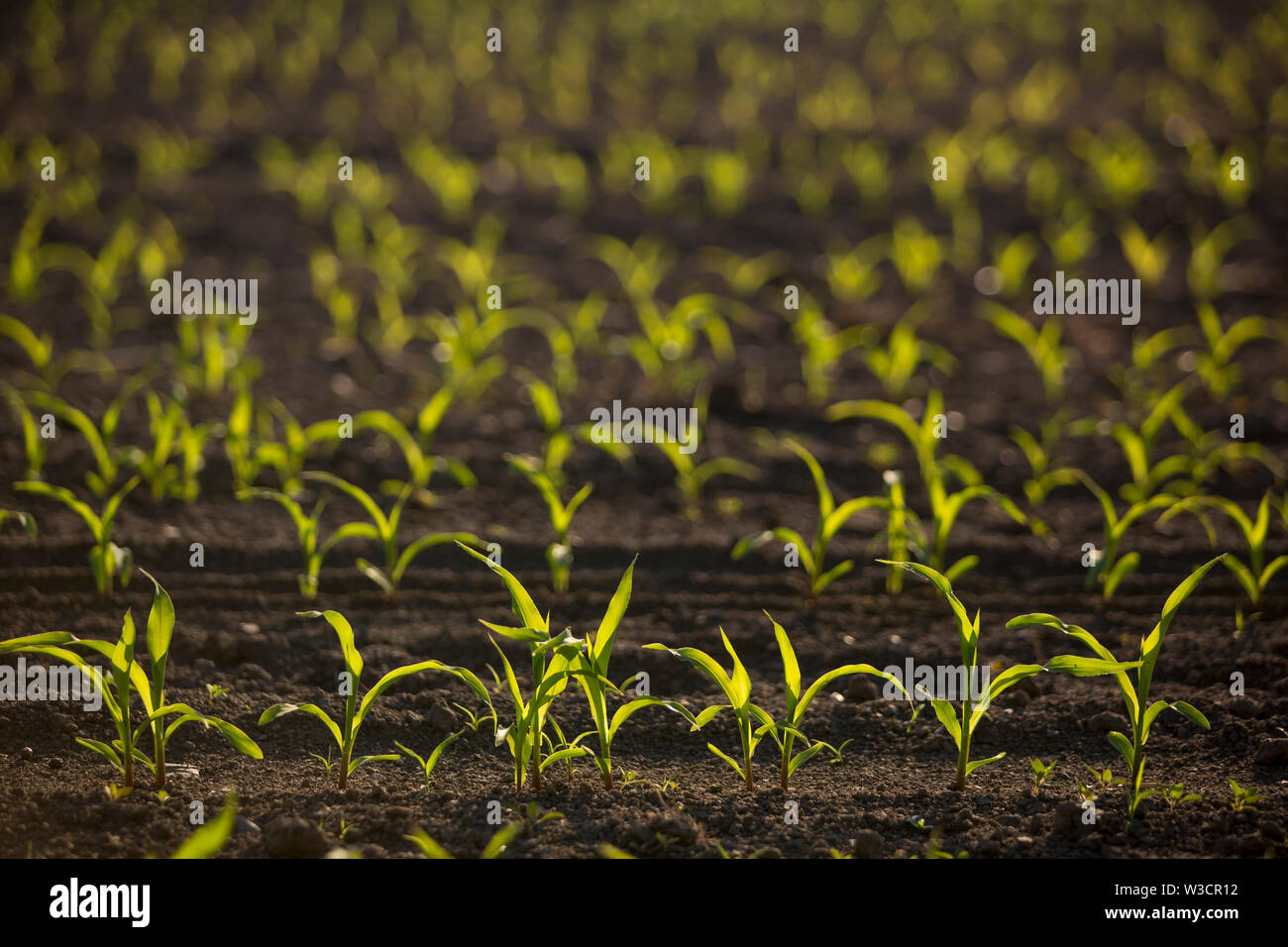 Backlit young maize seedling (Zea mays) growing on corn field in spring ...