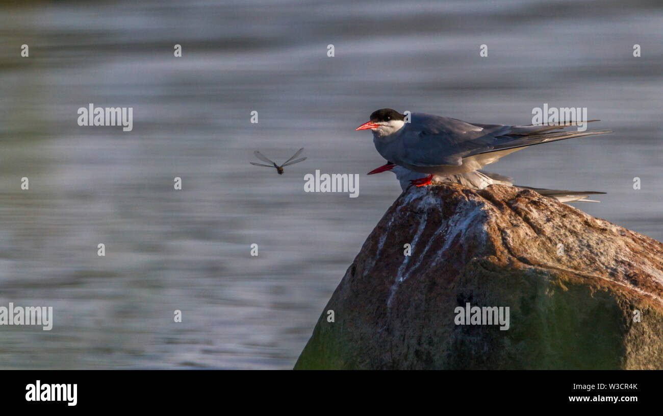 Common tern standing on rock hi-res stock photography and images - Alamy