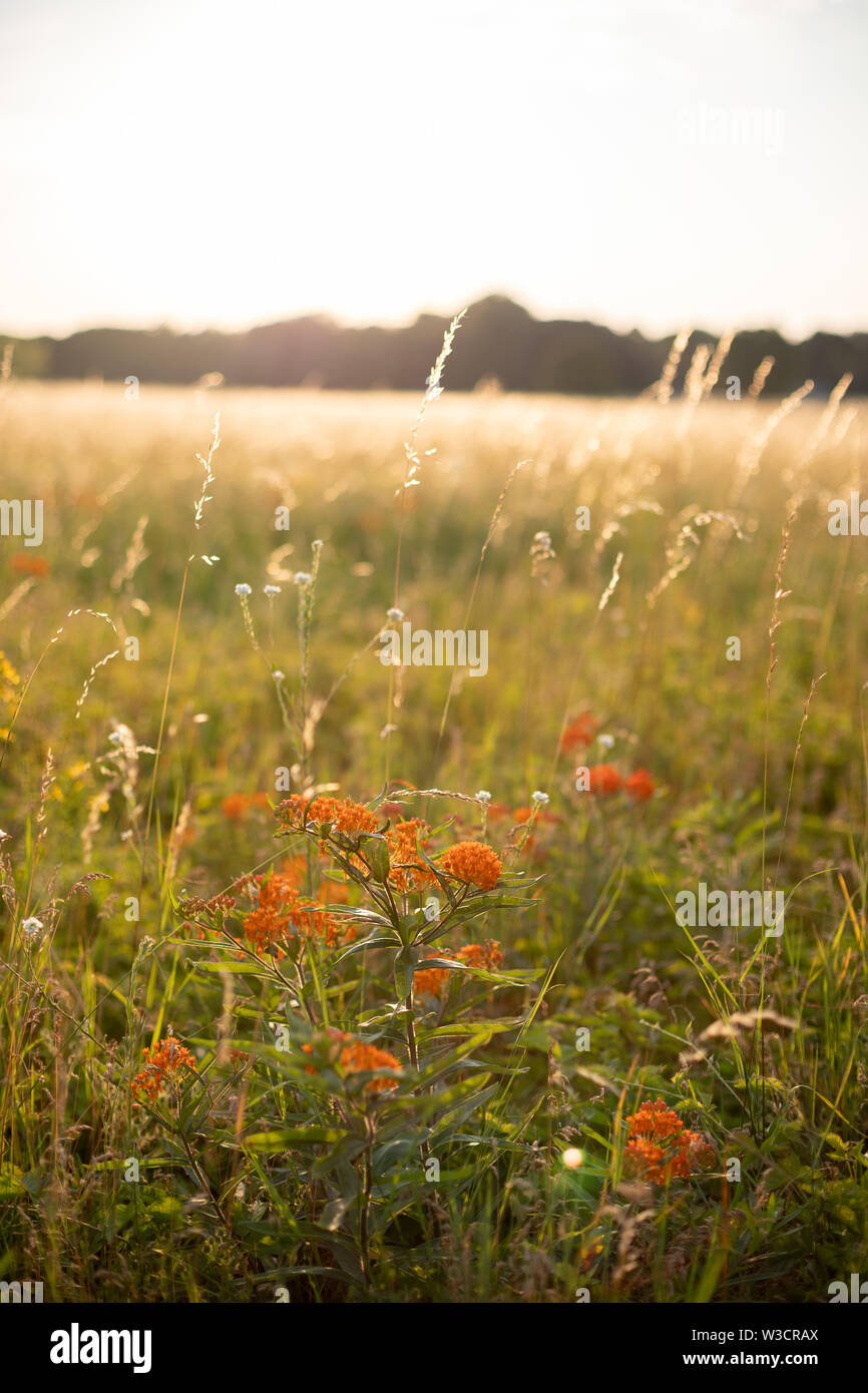 Warm and breezy summer hi-res stock photography and images - Alamy