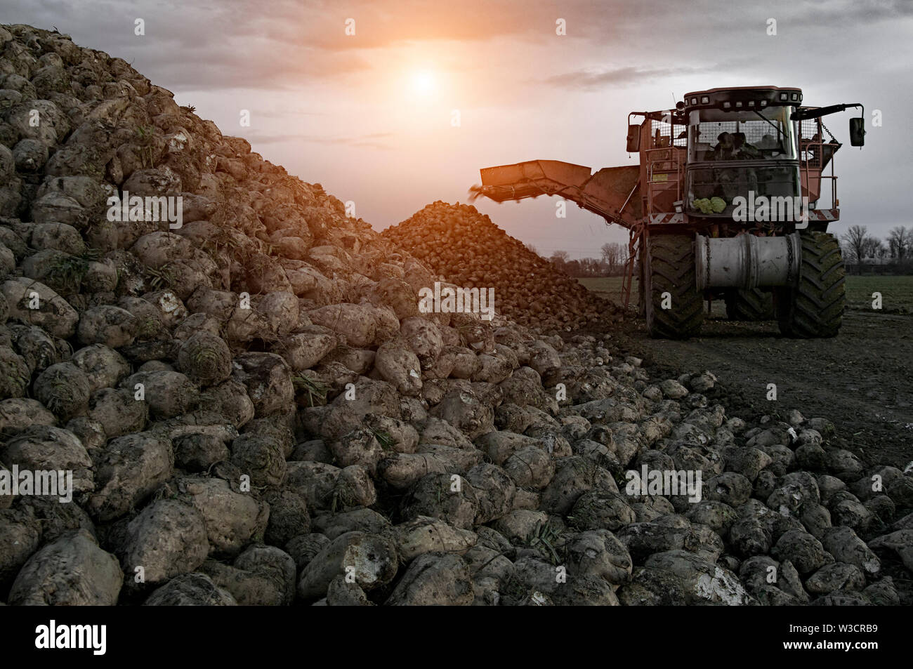 Beet harvesting machine hi-res stock photography and images - Alamy