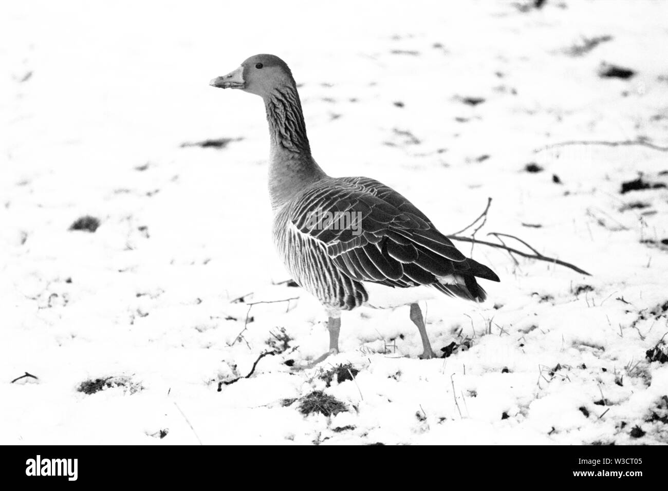 Grey goose Black and White Stock Photos & Images - Alamy