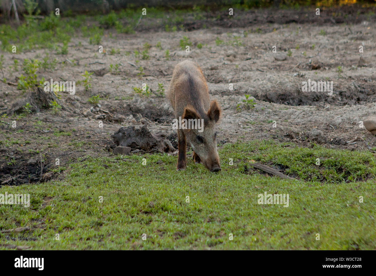 Family Group of Wart Hogs Grazing Eating Grass Food Together Stock ...