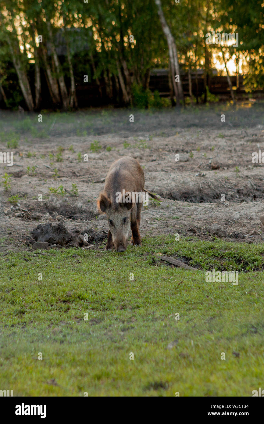 Family Group of Wart Hogs Grazing Eating Grass Food Together Stock ...