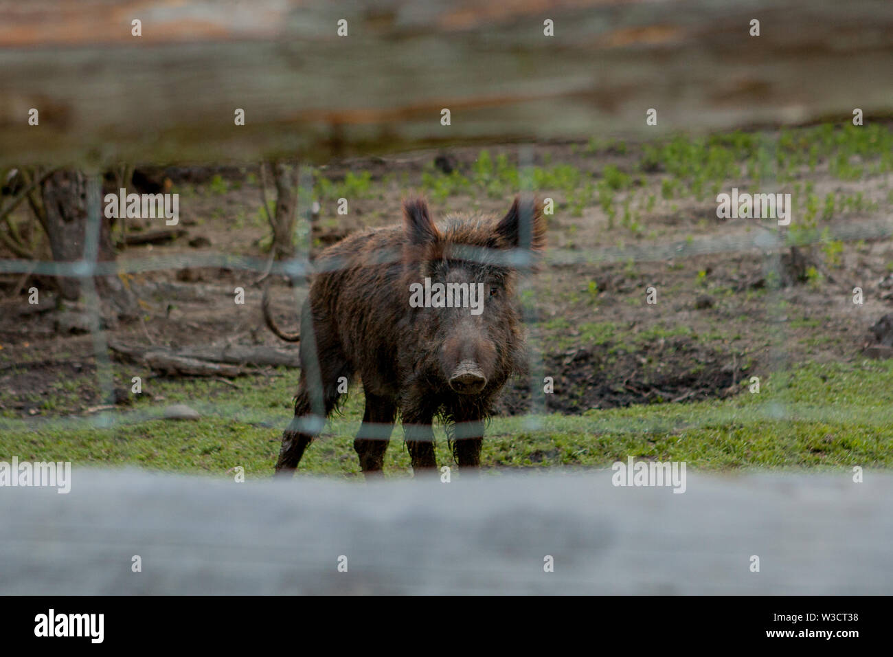 Family Group of Wart Hogs Grazing Eating Grass Food Together Stock ...