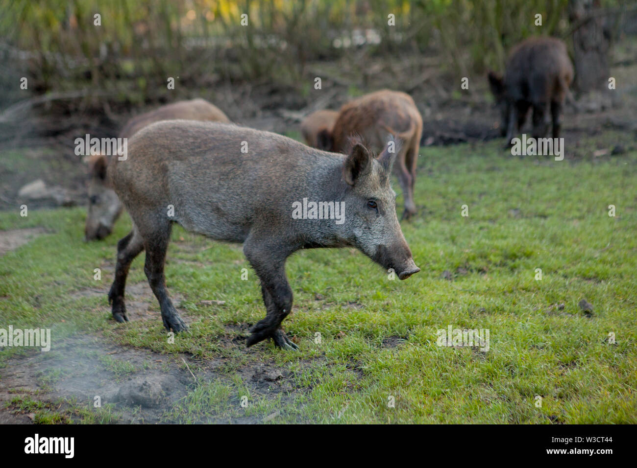 Family Group of Wart Hogs Grazing Eating Grass Food Together Stock ...