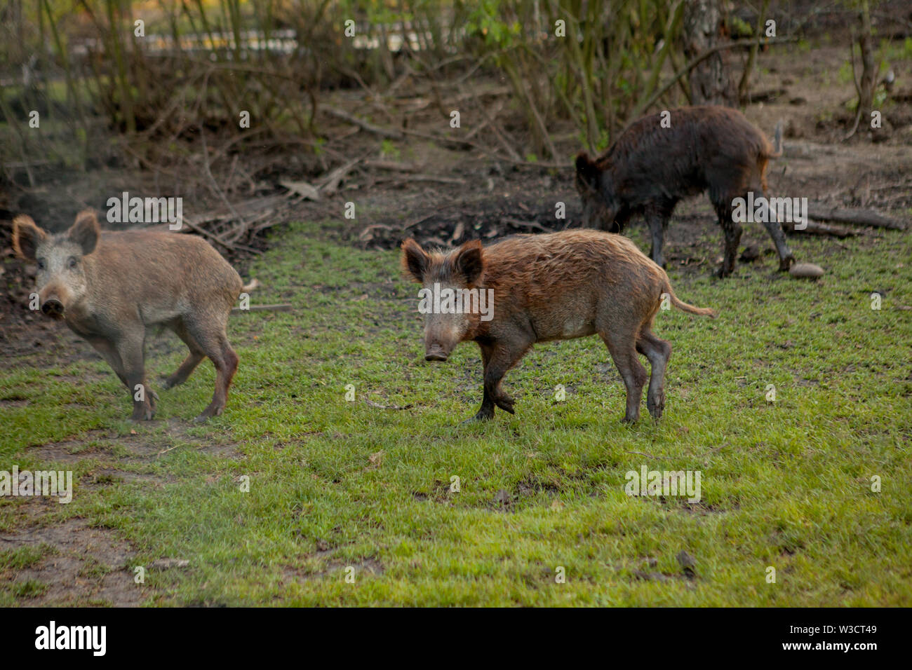 Family Group of Wart Hogs Grazing Eating Grass Food Together Stock ...