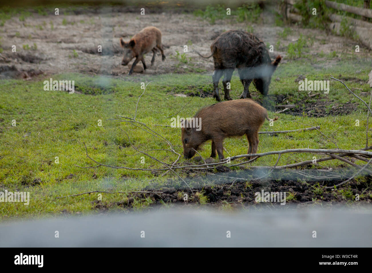 Family Group of Wart Hogs Grazing Eating Grass Food Together Stock ...