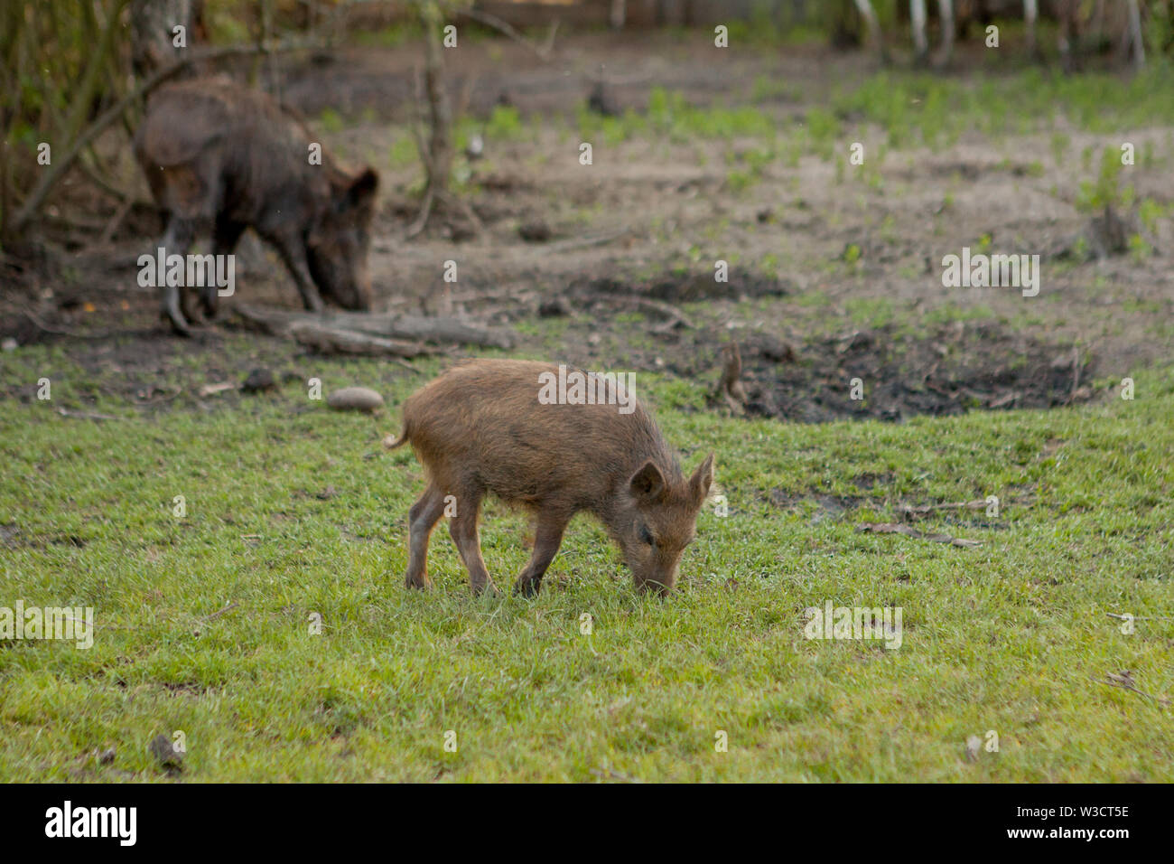 Family Group of Wart Hogs Grazing Eating Grass Food Together Stock ...