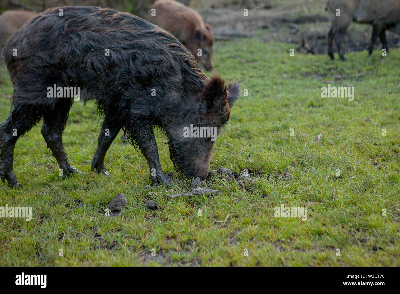 Family Group of Wart Hogs Grazing Eating Grass Food Together Stock ...
