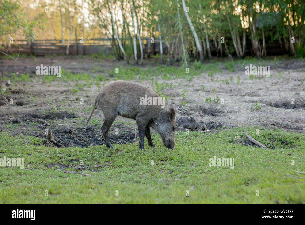 Family Group of Wart Hogs Grazing Eating Grass Food Together Stock ...