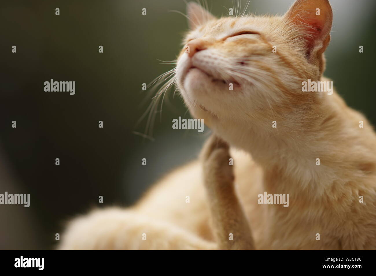 Cat paw scratches behind the ear, outdoor closeup portrait. Fleas and ...