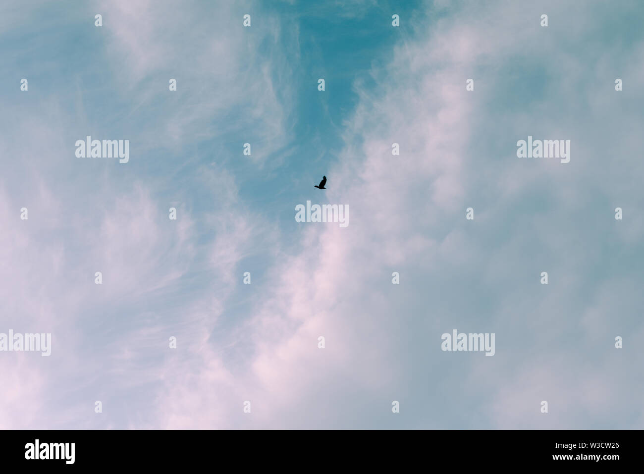 Lone bird hi-res stock photography and images - Alamy
